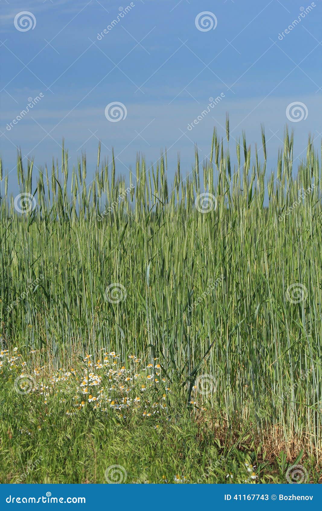 Immature ears of the rye stock image. Image of cereal - 41167743