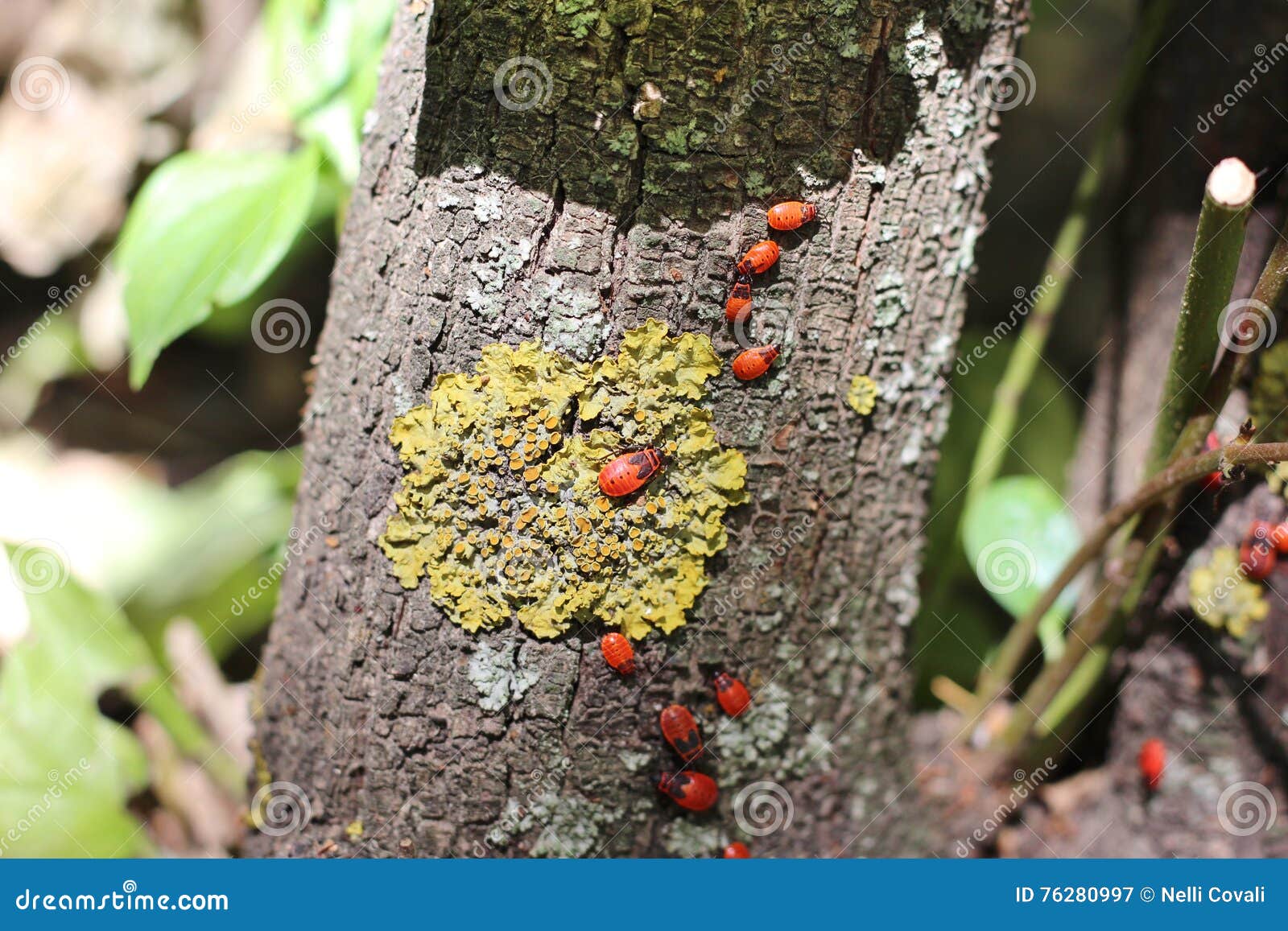 Yellow Crustose Lichen On A Tree Trunk, Close-up. Fruit Tree Bark ... Yellow Crustose Lichen On A Tree Trunk, Close-up. Fruit Tree Bark ...