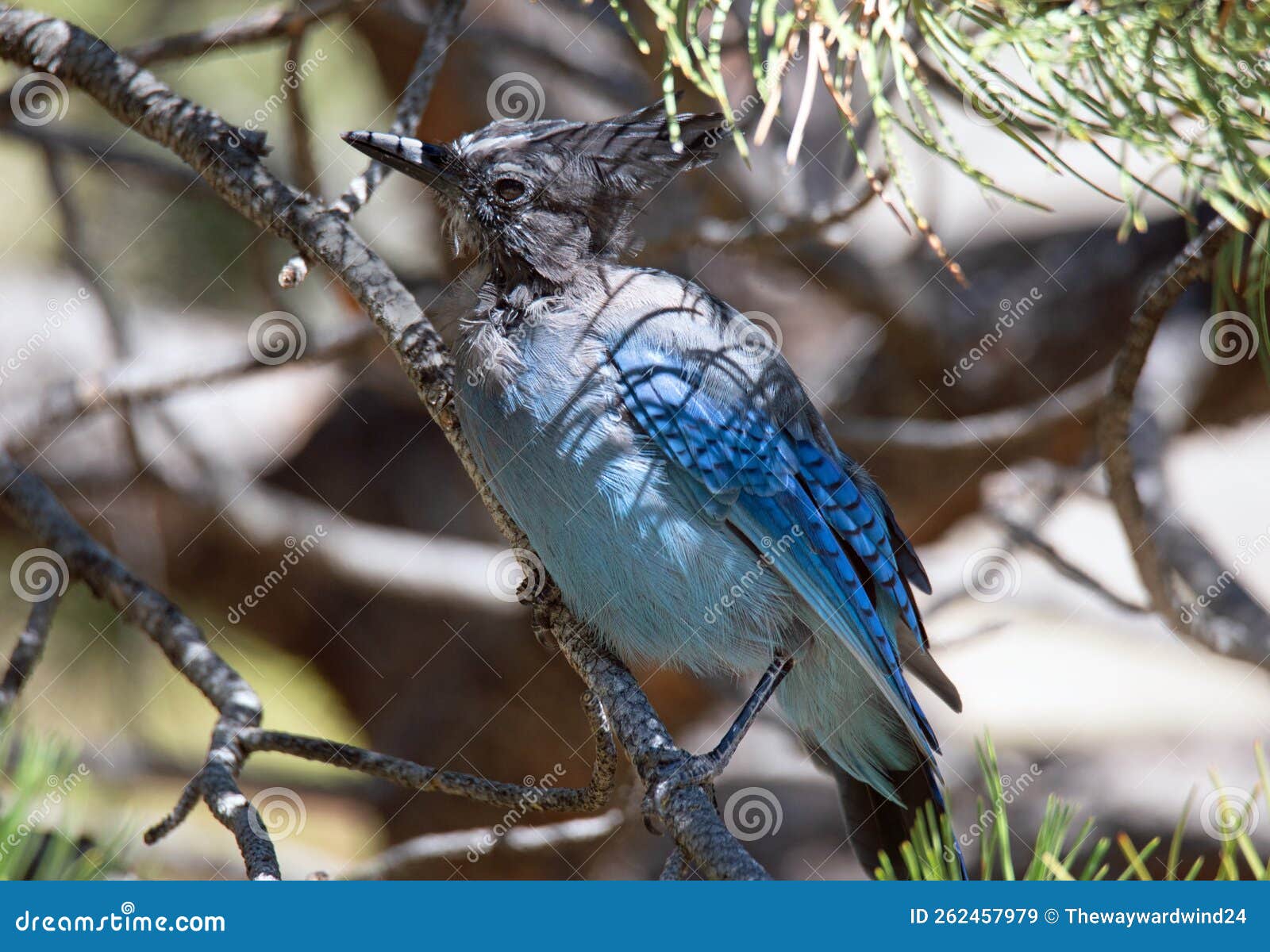 A Steller`s Jay Fledgling Jay Immature Stock Image - Image of tree ...