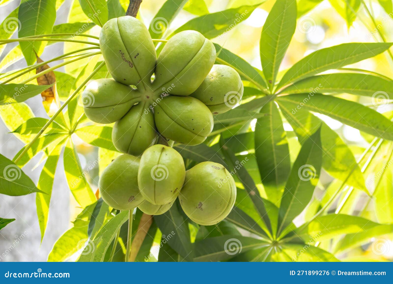 Fruits of a Java Olive Tree, Sterculia Foetida Stock Photo - Image of flora, fresh: 271899276