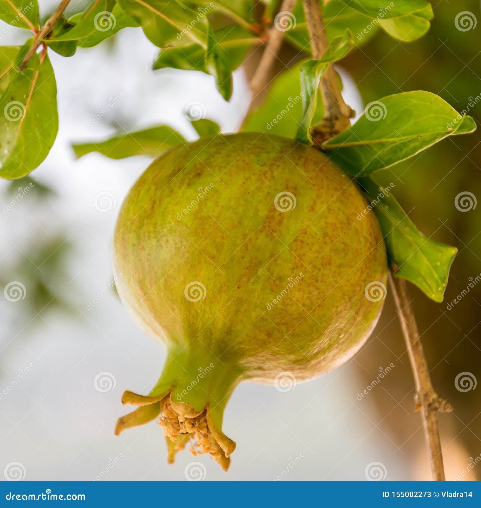 Immature Fruits Of Walnut (Juglans Regia) Royalty-Free Stock ...