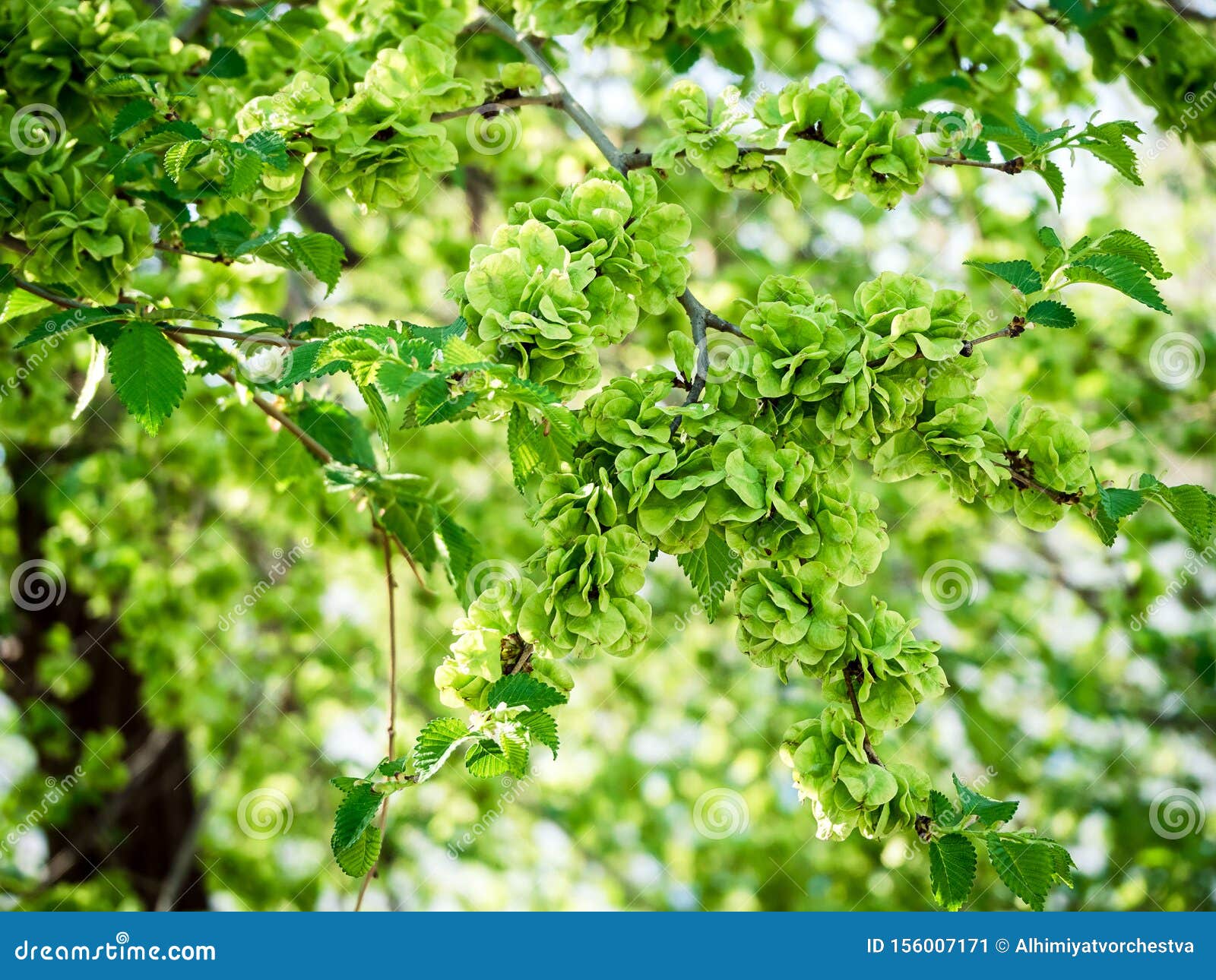 Immature Green Fruit of an Elm Tree on a Branch with Leaves Stock Image ...