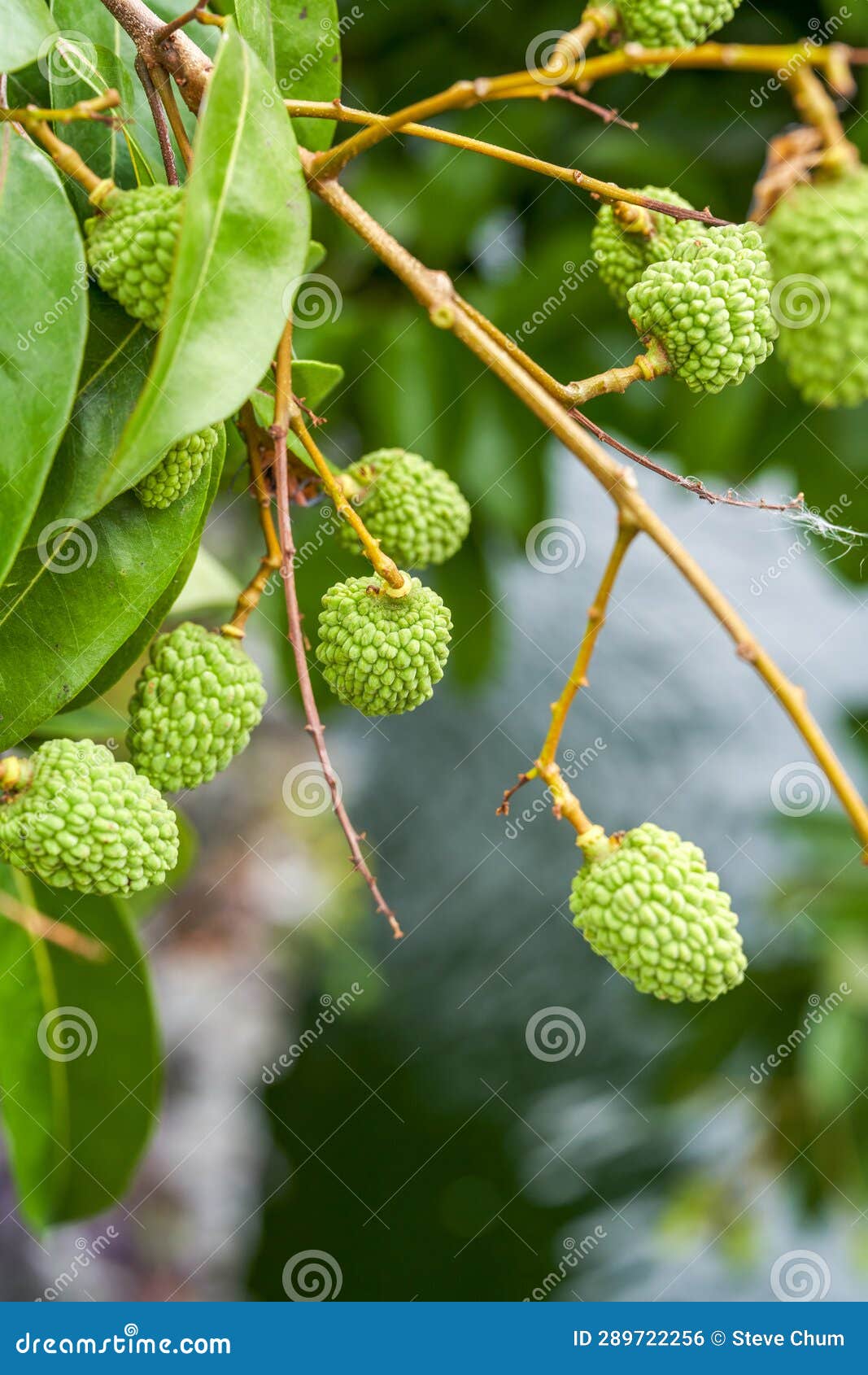 Immature Green Lychee Fruit on the Lychee Tree Stock Photo - Image of ...