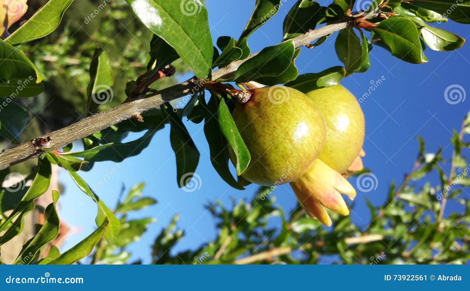 Immature Grenades on the Tree Stock Image - Image of fruit, objects ...