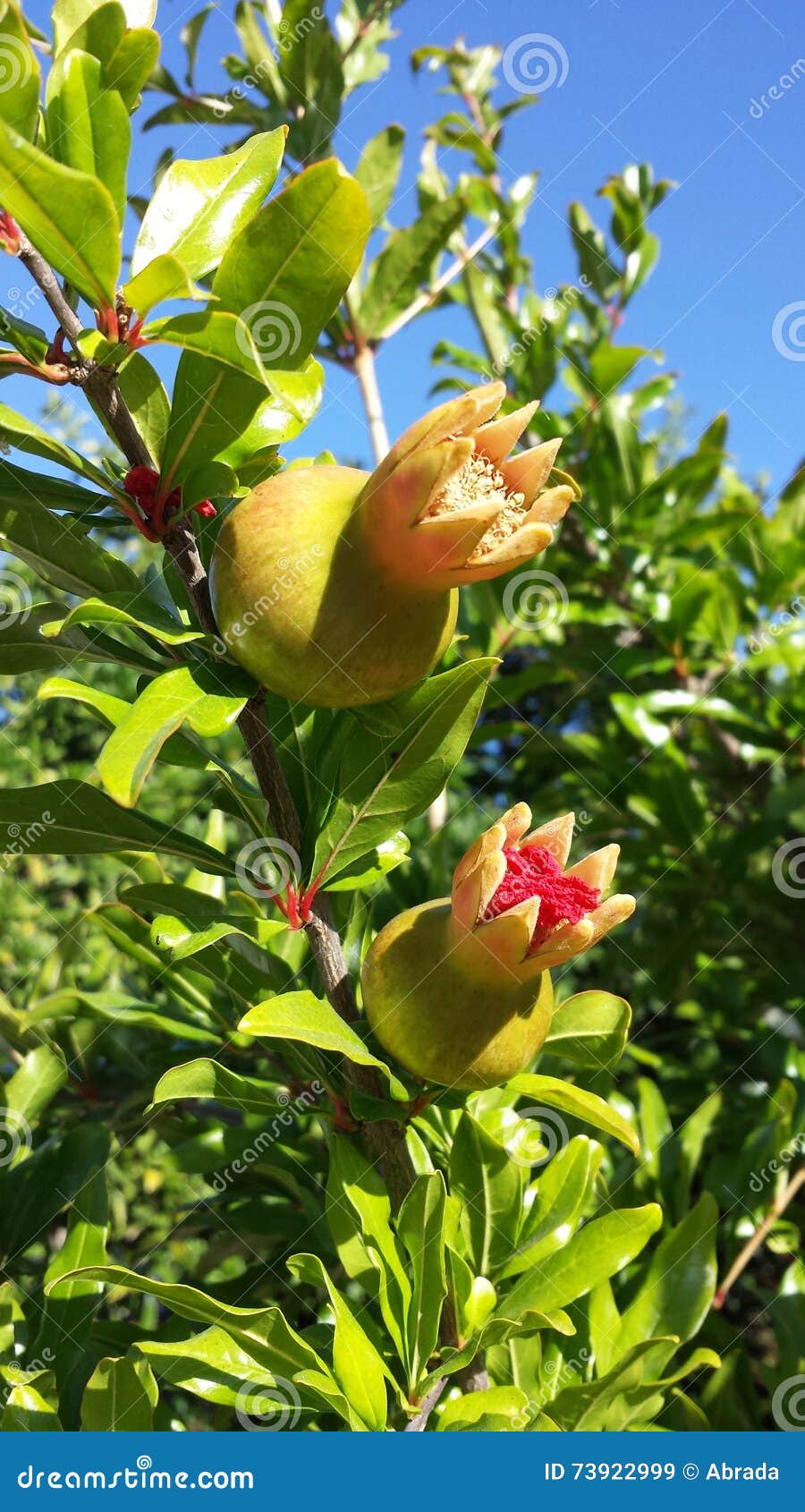 Immature Grenades on the Tree Stock Image - Image of lifestyle, bush ...