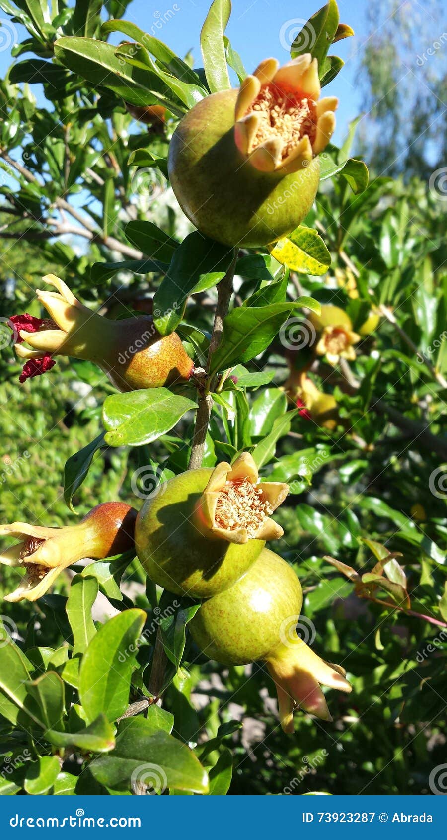 Immature Grenades on the Tree Stock Image - Image of branch, selective ...