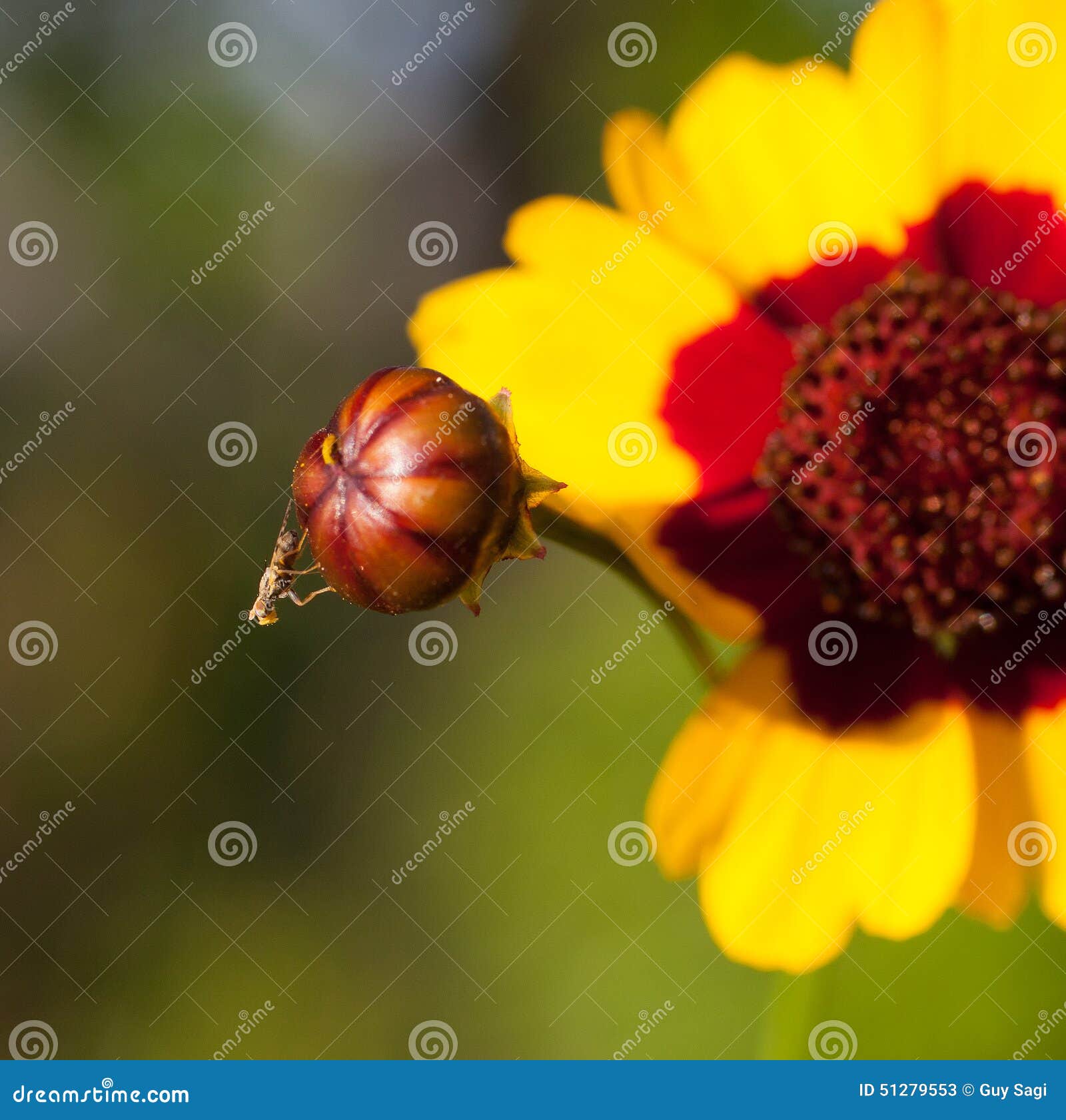 Immature insect stock image. Image of green, bloom, insect - 51279553
