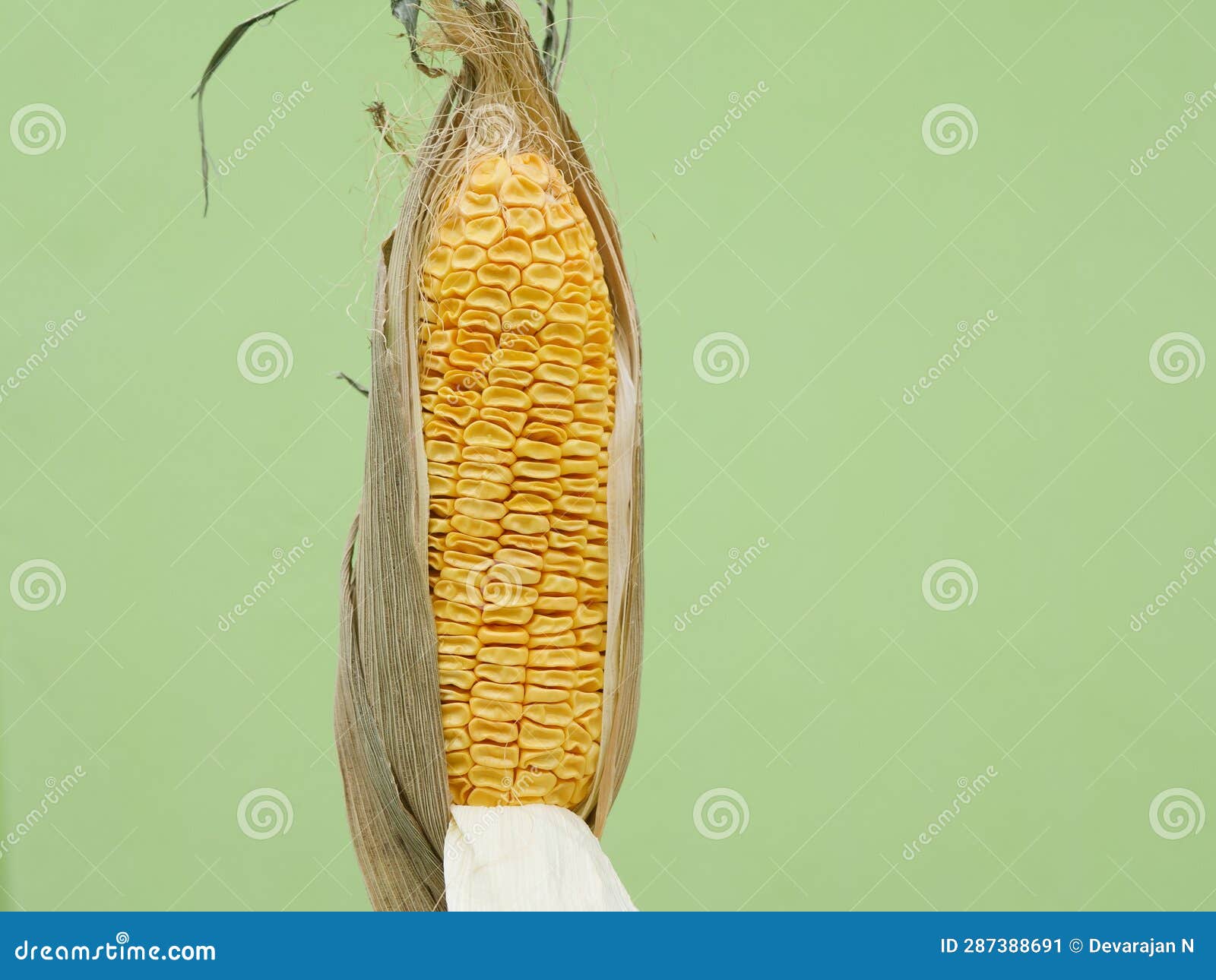 Immature Maize Seeds Close Up Stock Image - Image of wood, yellow ...
