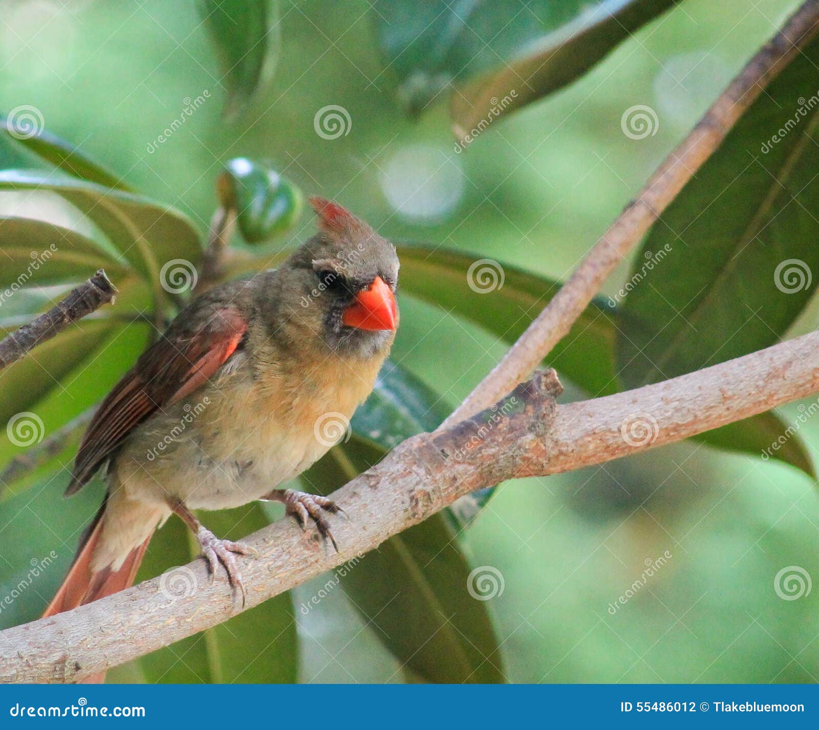 Immature Male Cardinal-Practice Mean Face Stock Photo - Image of ...