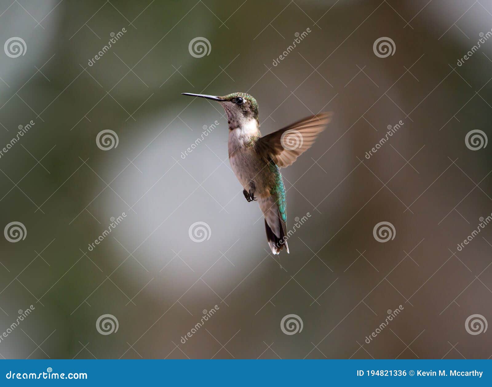 Immature Male Ruby-Throated Hummingbird in Flight Stock Photo - Image ...