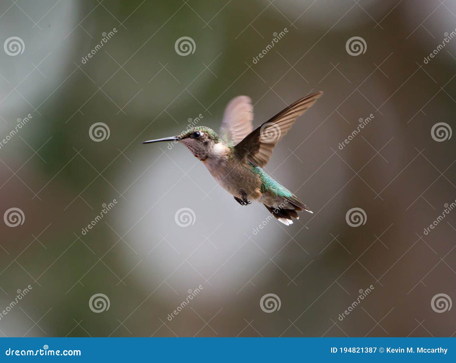 Immature Male Ruby-Throated Hummingbird in Flight Stock Image - Image ...