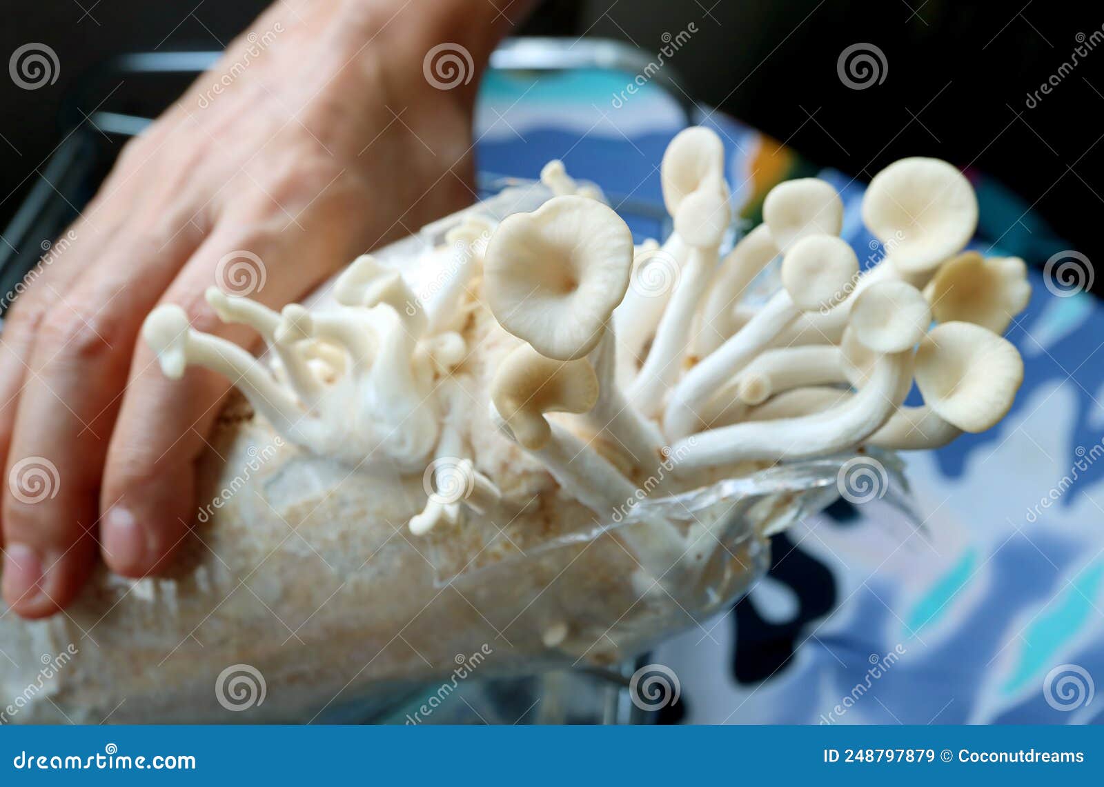 Immature Oyster Mushrooms Growing Out of Spawn Block Stock Image ...