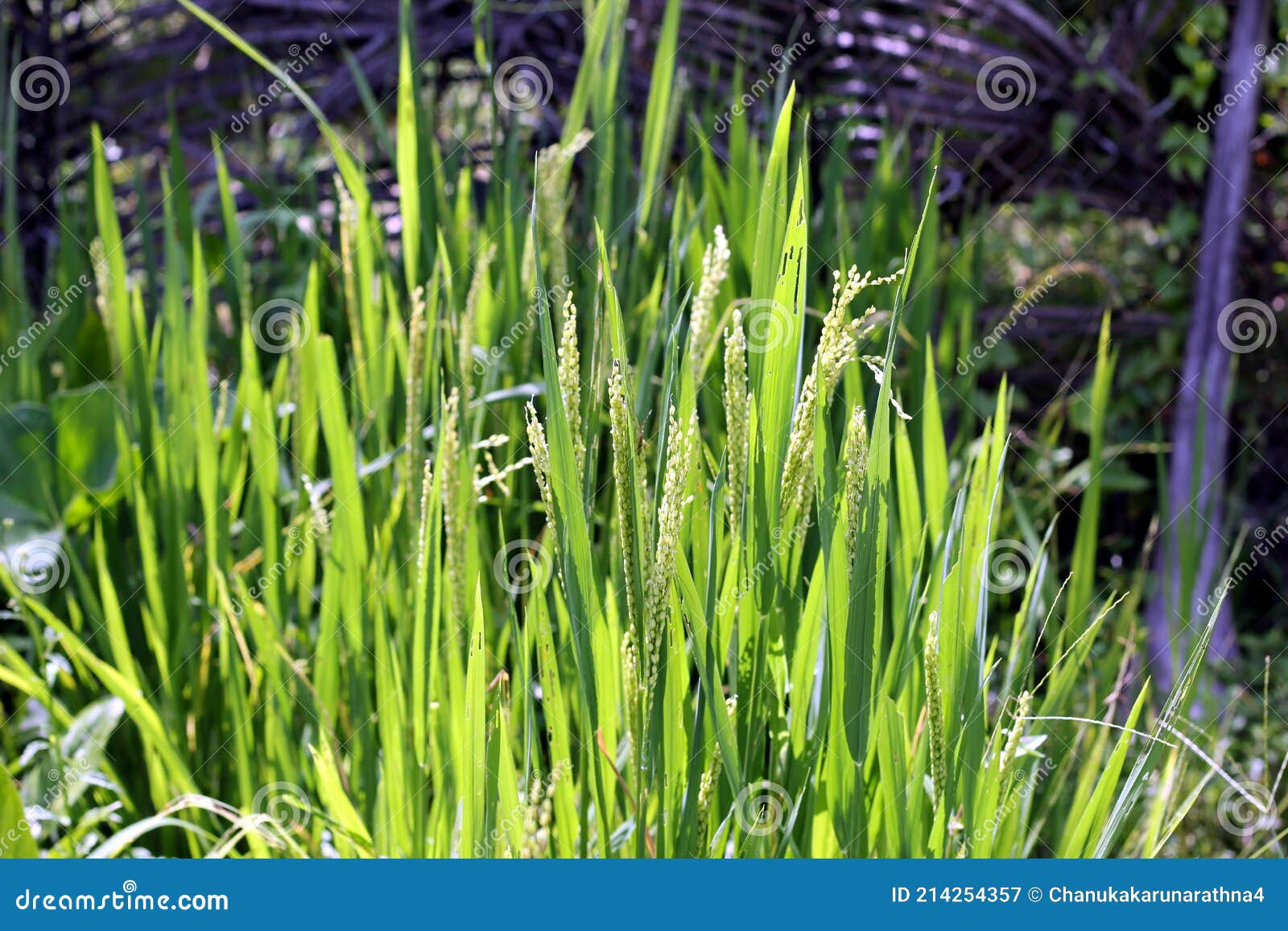 Immature Paddy Spikes And Sunlight Though Rice Plants In The Background ...