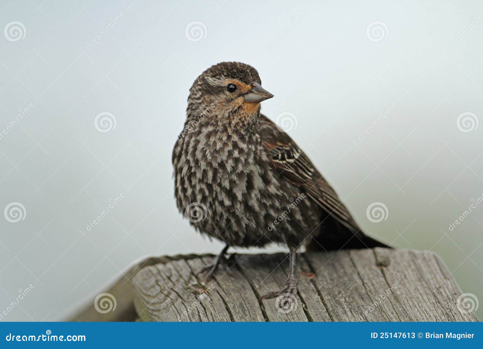 Immature Red-winged Blackbird Stock Image - Image of pond, perching ...
