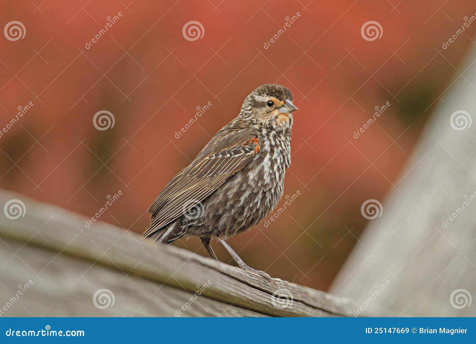 Immature Red-winged Blackbird Stock Image - Image of brown, feathers ...