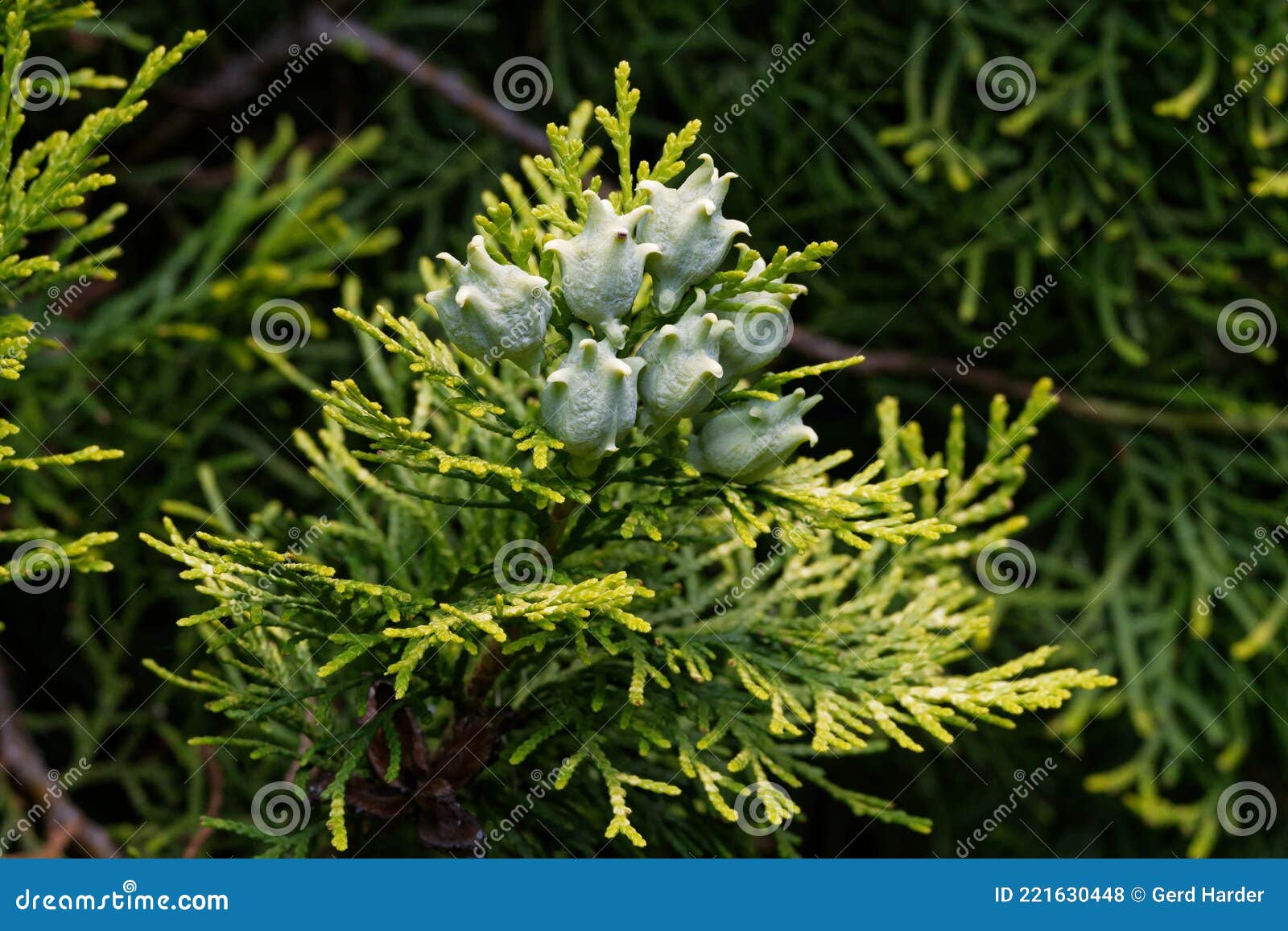 Immature Seed Cones of an Oriental Thuja Stock Photo - Image of color ...