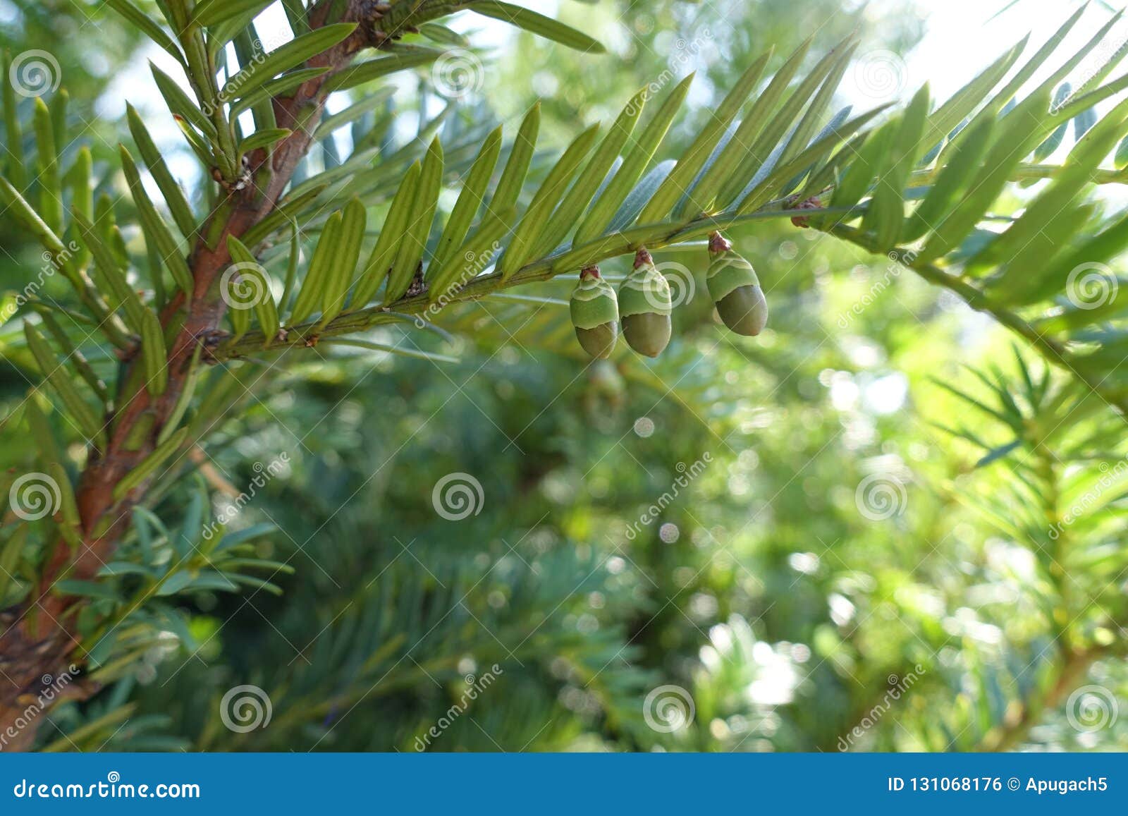 Immature seed cones of yew stock photo. Image of outdoors - 131068176