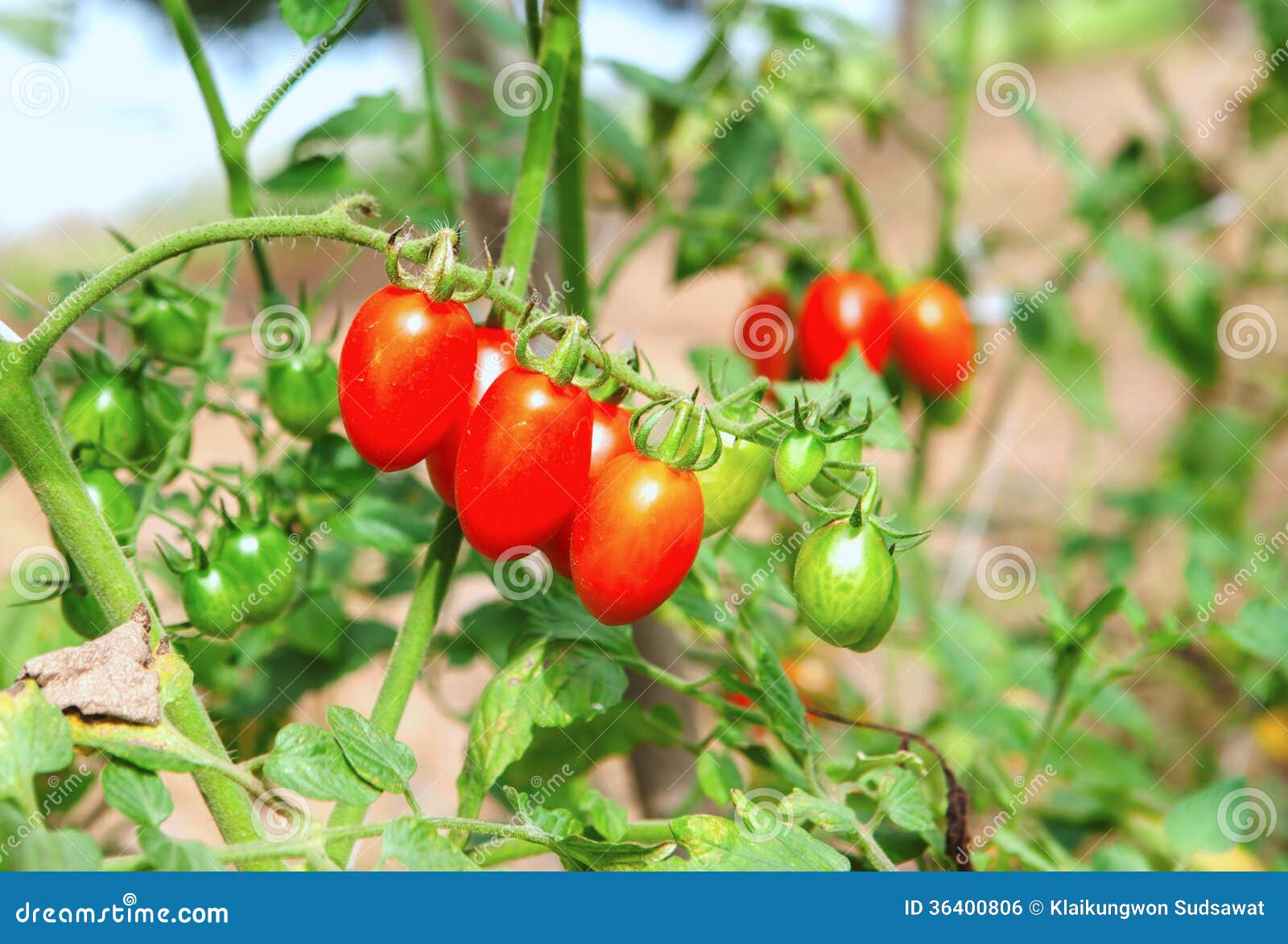 Immature Small Tomato in Vegetable Garden Stock Photo - Image of leaf ...