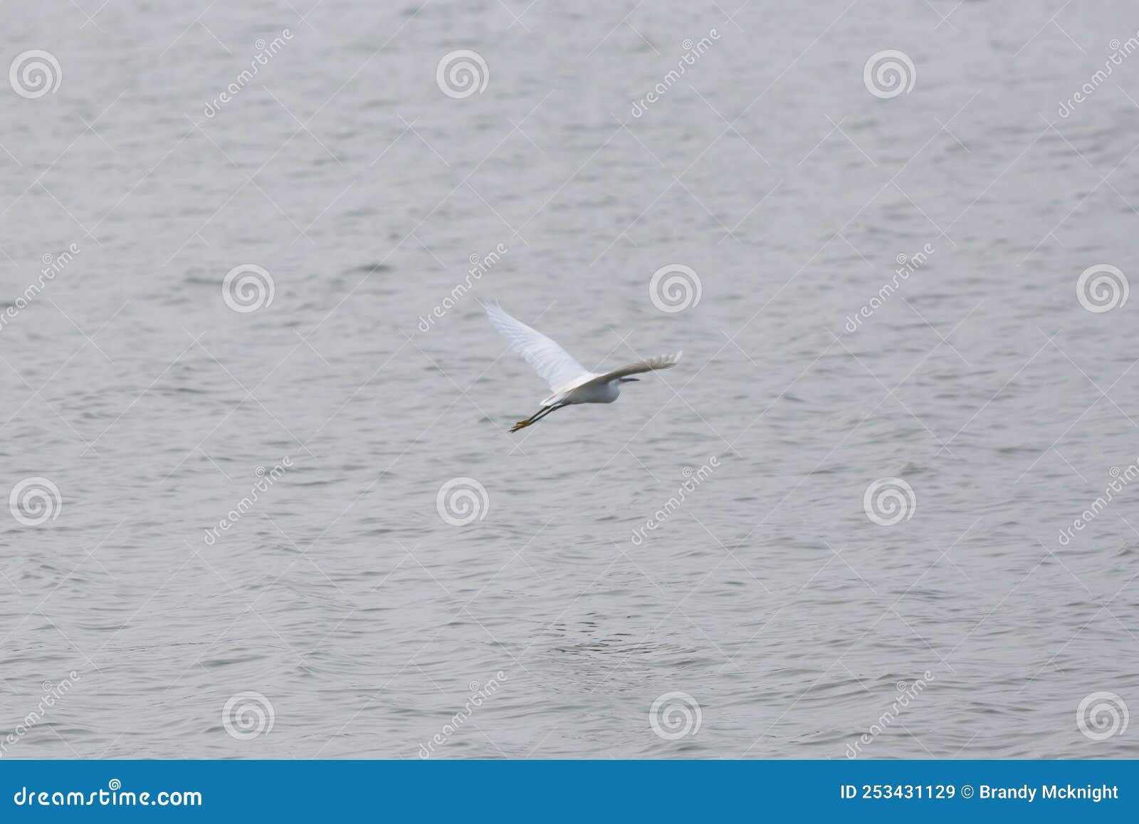 Immature Snowy Egret in Flight Stock Image - Image of ornithology ...