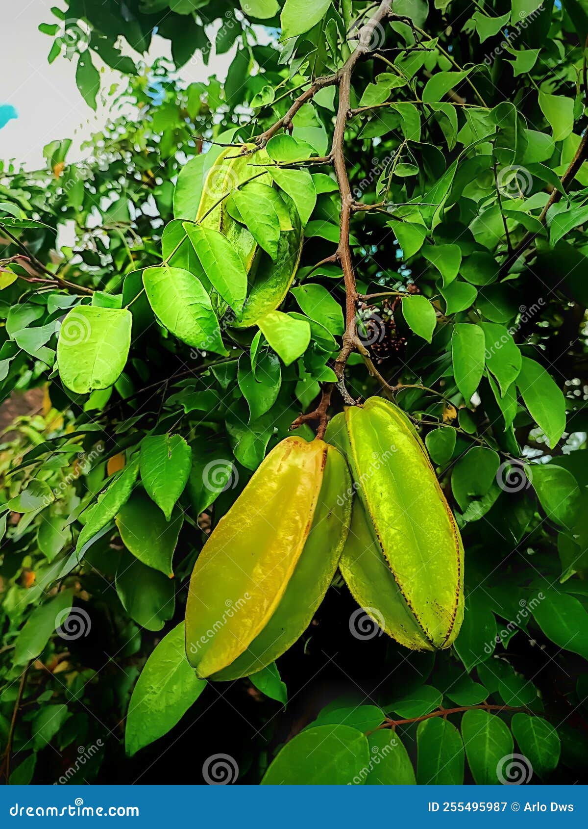 Immature star fruit stock image. Image of garden, star - 255495987