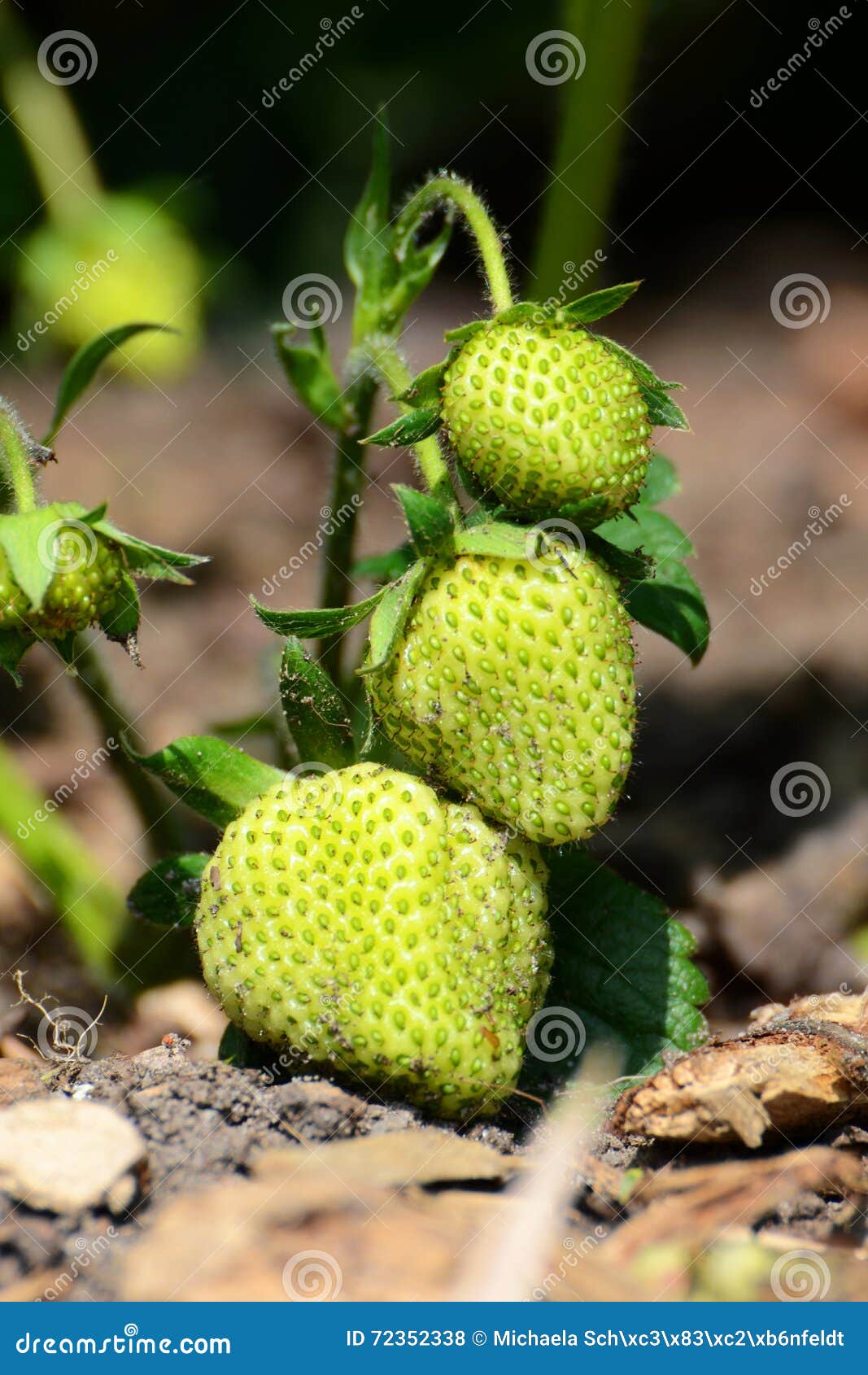 Immature Strawberries stock photo. Image of three, garden - 72352338