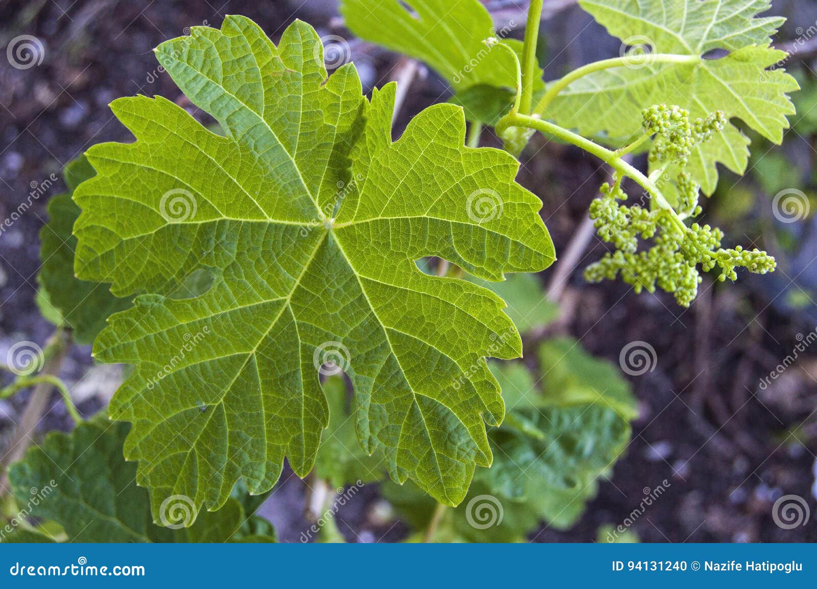 Immature Tiny Grapes, Grape Leaf, Grape Leaf and Grape Fruit Pictures ...