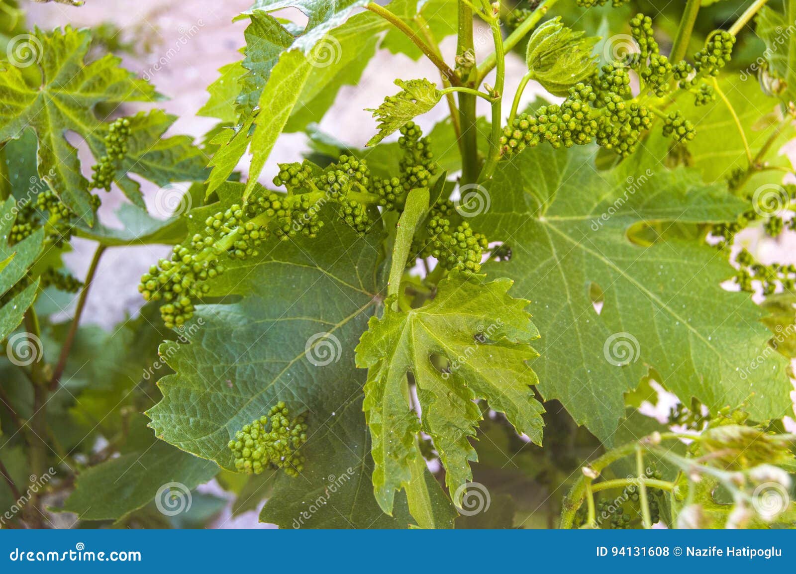 Immature Tiny Grapes, Grape Leaf, Grape Leaf and Grape Fruit Pictures ...