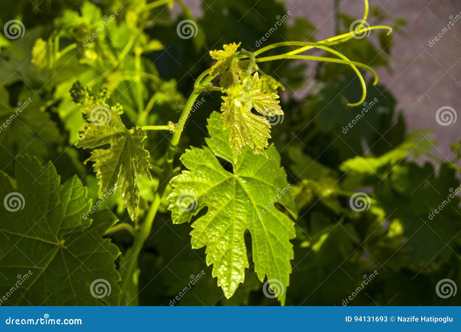 Immature Tiny Grapes, Grape Leaf, Grape Leaf and Grape Fruit Pictures ...