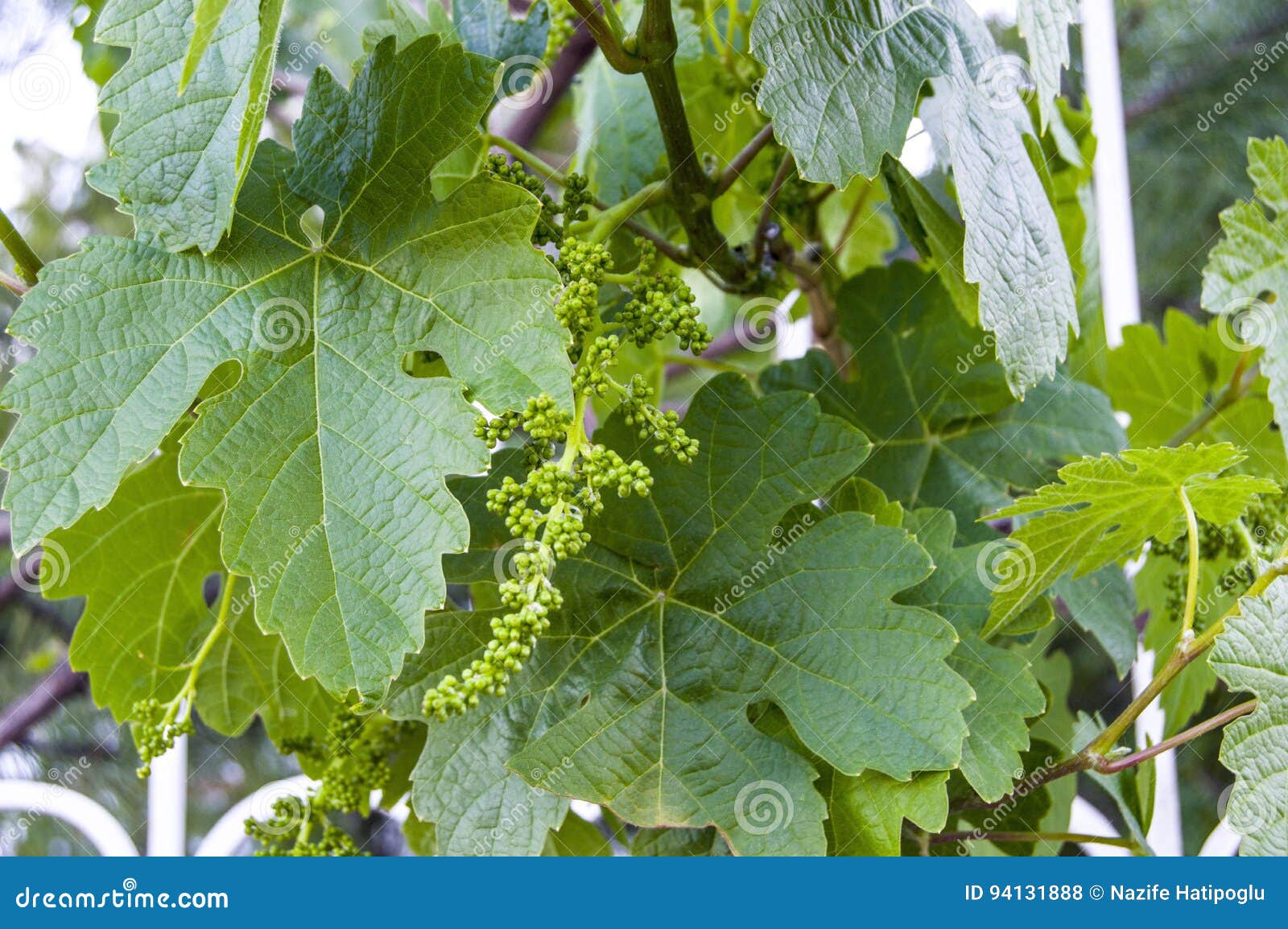 Immature Tiny Grapes, Grape Leaf, Grape Leaf and Grape Fruit Pictures ...