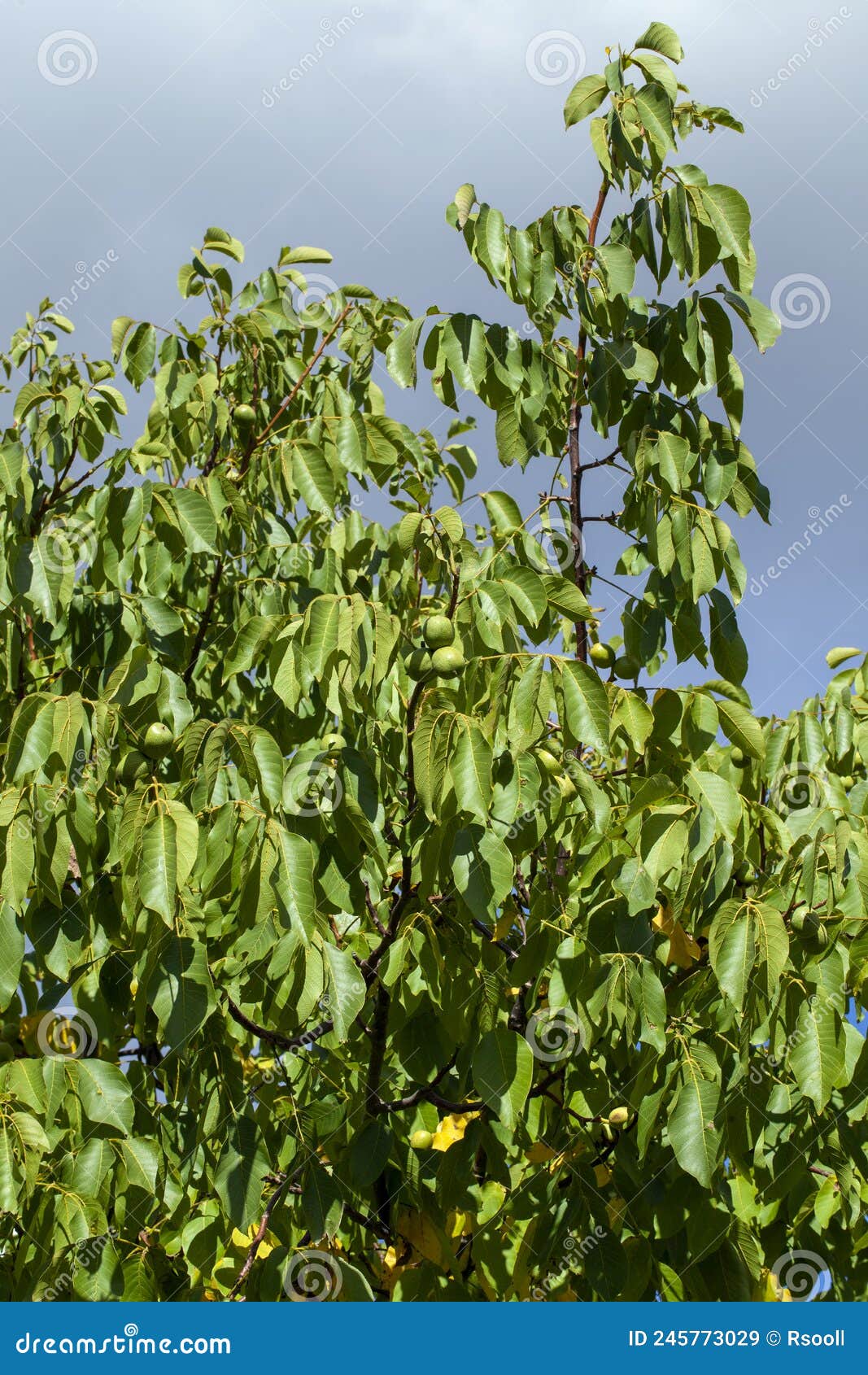 Immature Walnut Tree during Fruit Ripening Stock Image - Image of trunk ...
