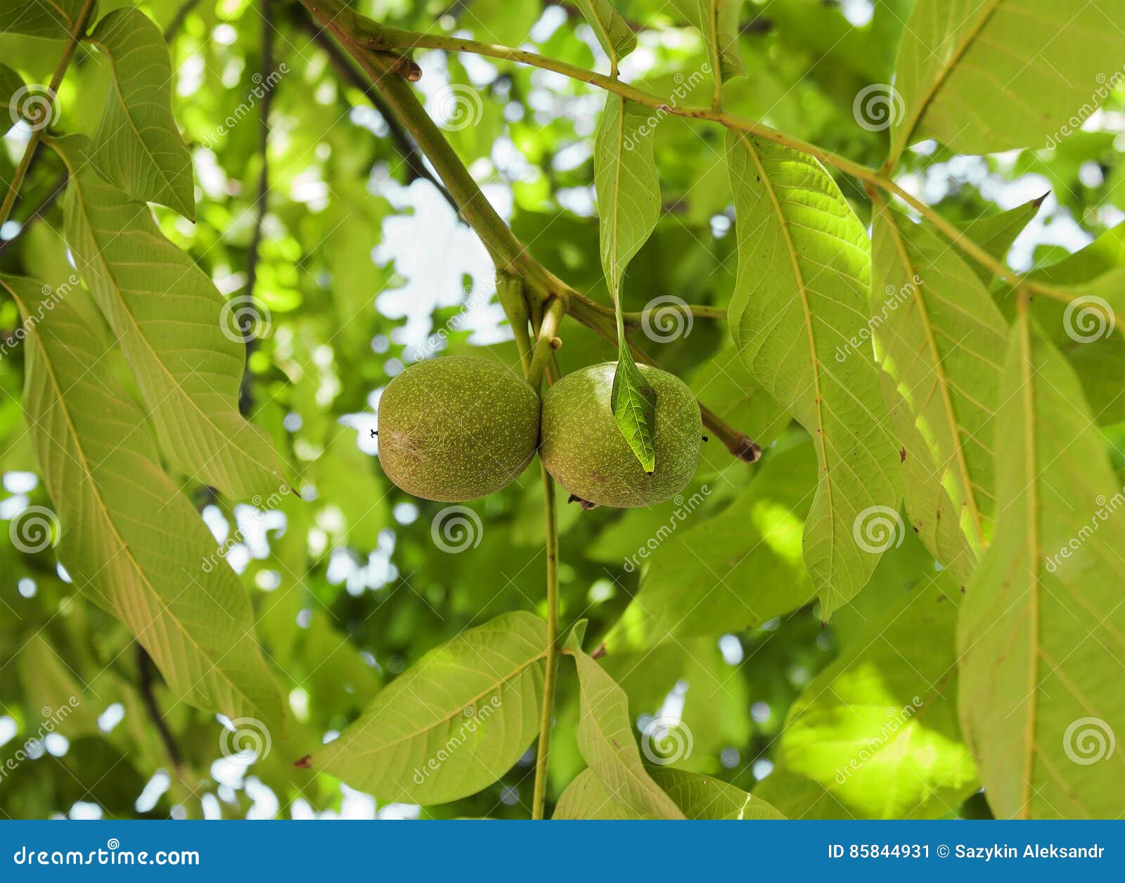 Immature Walnuts on Walnut Tree in Garden Stock Image - Image of ...