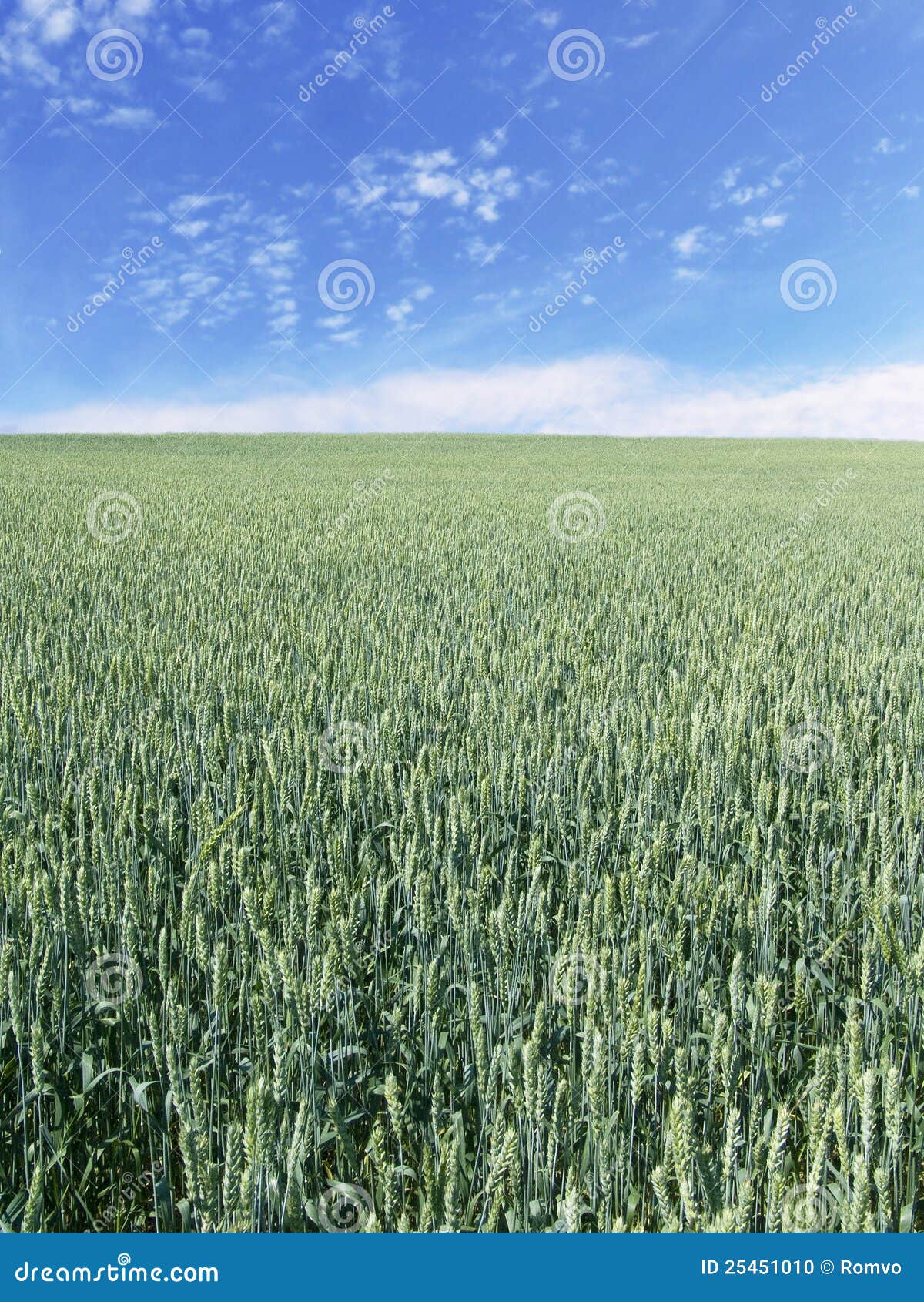 Immature Wheat Field Vertical Stock Photo - Image of garden ...