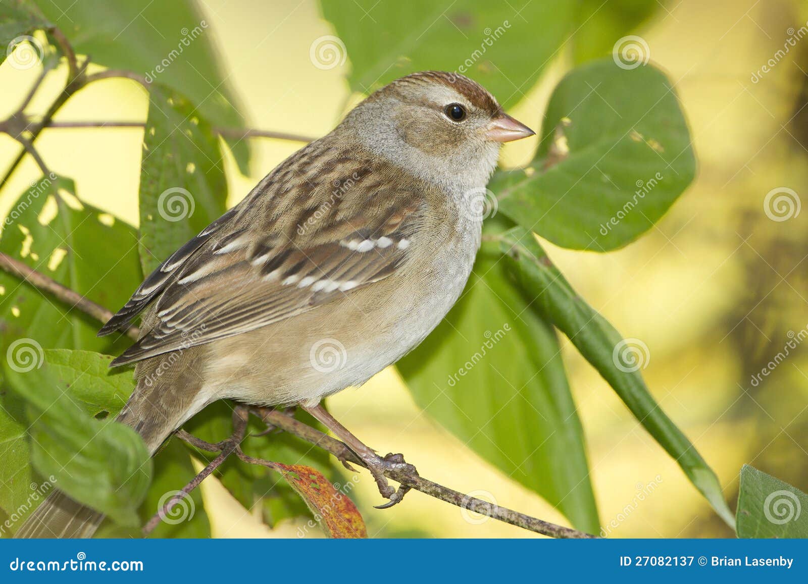Immature White-crowned Sparrow Stock Image - Image of fringillidae ...