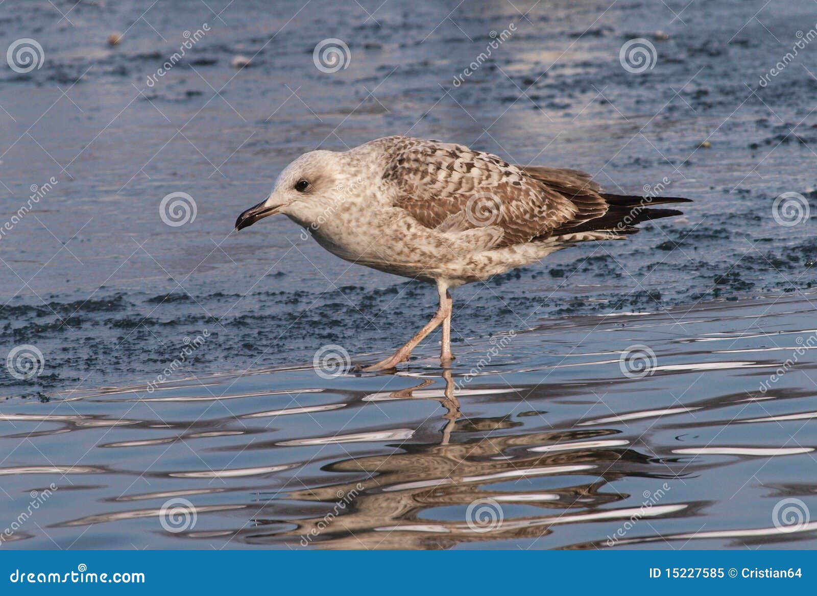 Immature Yellow-legged Gull, Larus Michahellis Stock Image - Image of ...