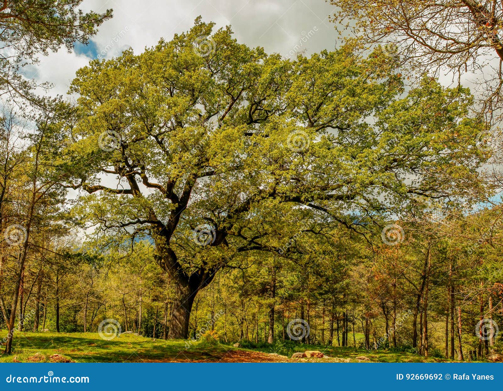 The Immense Tree Rises Above All Others Stock Photo - Image of look ...