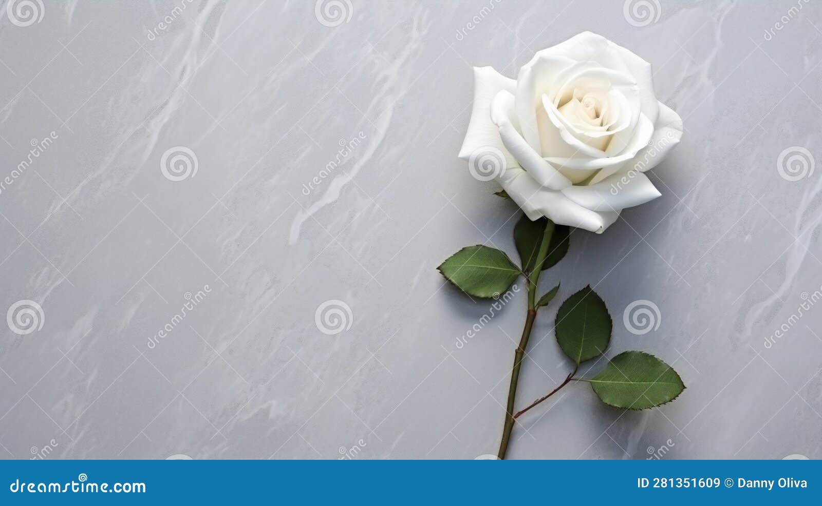 Harmonious Simplicity: White Rose Flower on Grey Surface with Balanced ...