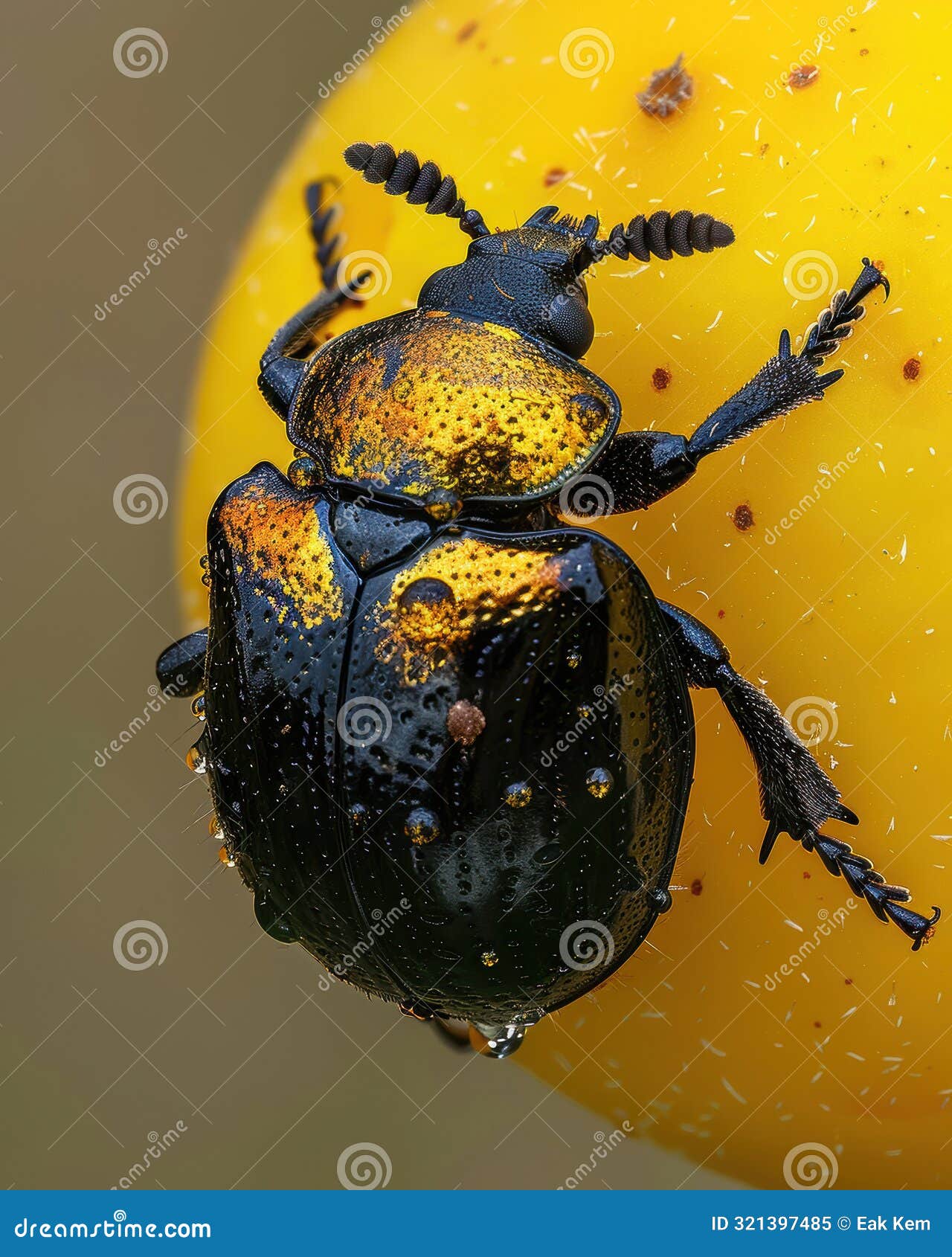 Insect Kingdom: Stunning High Contrast Images Of Various Insects In ...