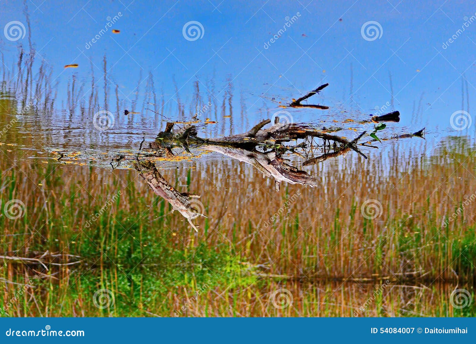 Immersed Inverted Tree Stock Photos - Free & Royalty-Free Stock Photos ...