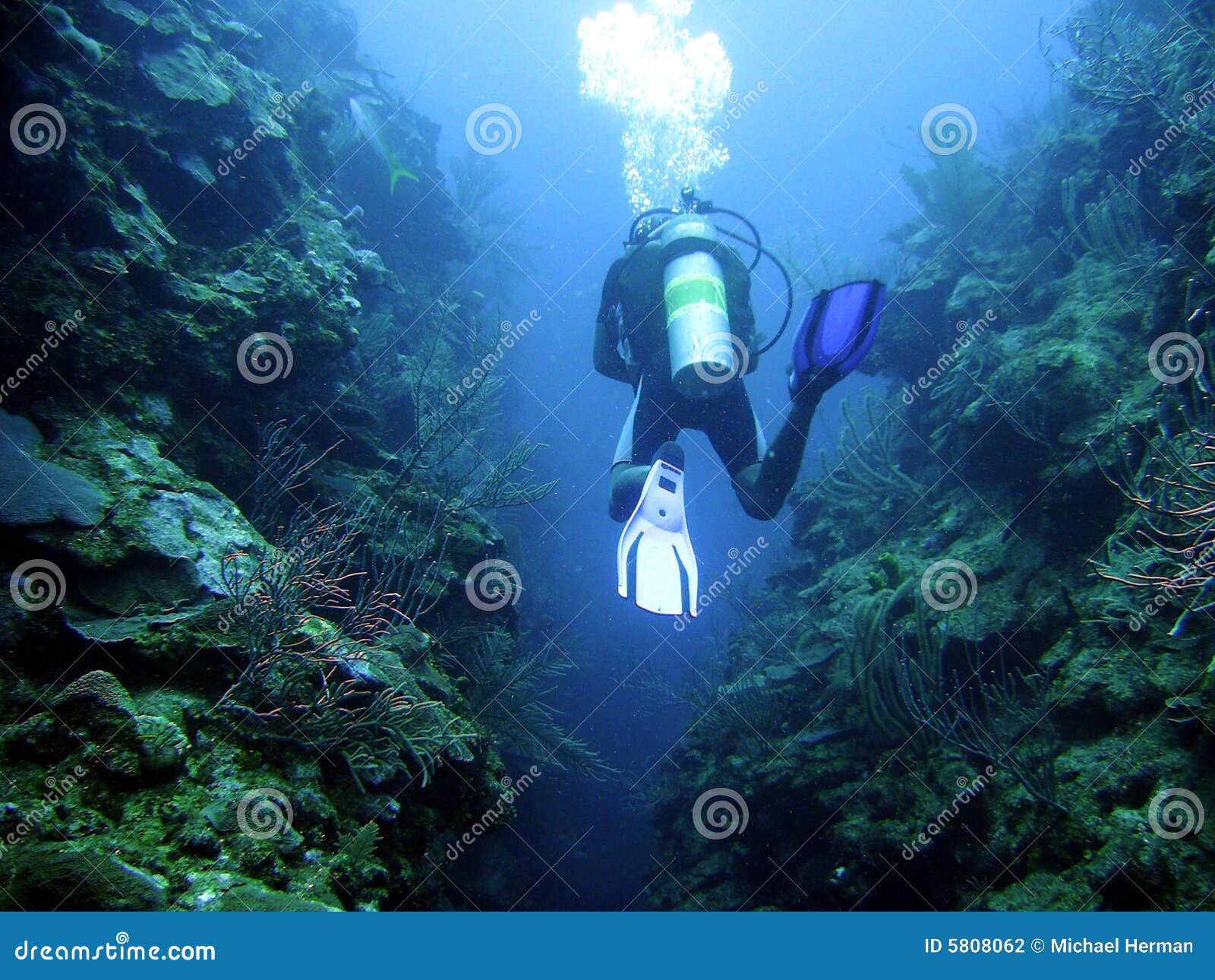 Immersione Con Bombole a Belize Fotografia Stock - Immagine di acqua ...