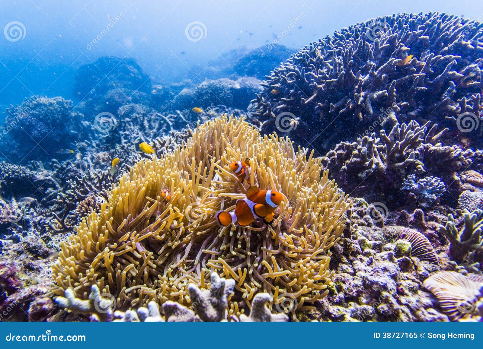 Immersione Con Bombole Con Il Pesce Di Nemo Immagine Stock - Immagine ...
