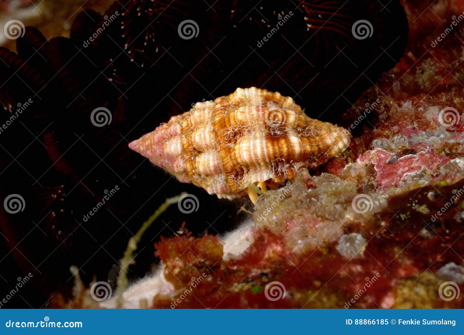 Immersione Con Bombole Dell'Aceh Indonesia Dei Crostacei Immagine Stock ...