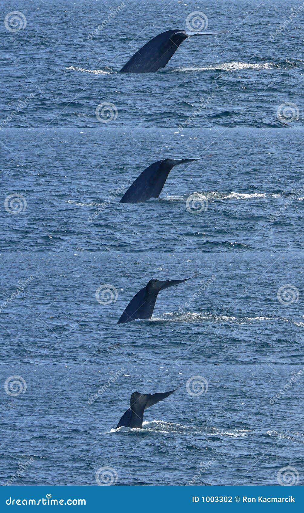 Immersione Subacquea Della Balena Blu Fotografia Stock - Immagine di ...