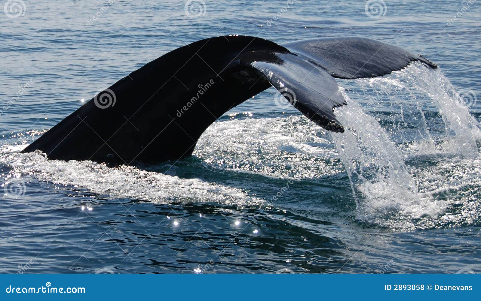 Immersione Subacquea Della Balena Di Humpback Fotografia Stock ...