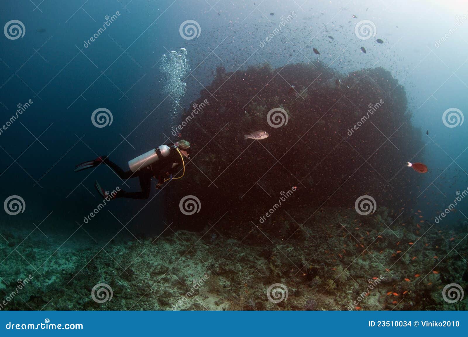 Immersione Subacquea Maldives Fotografia Stock - Immagine di passatempo ...