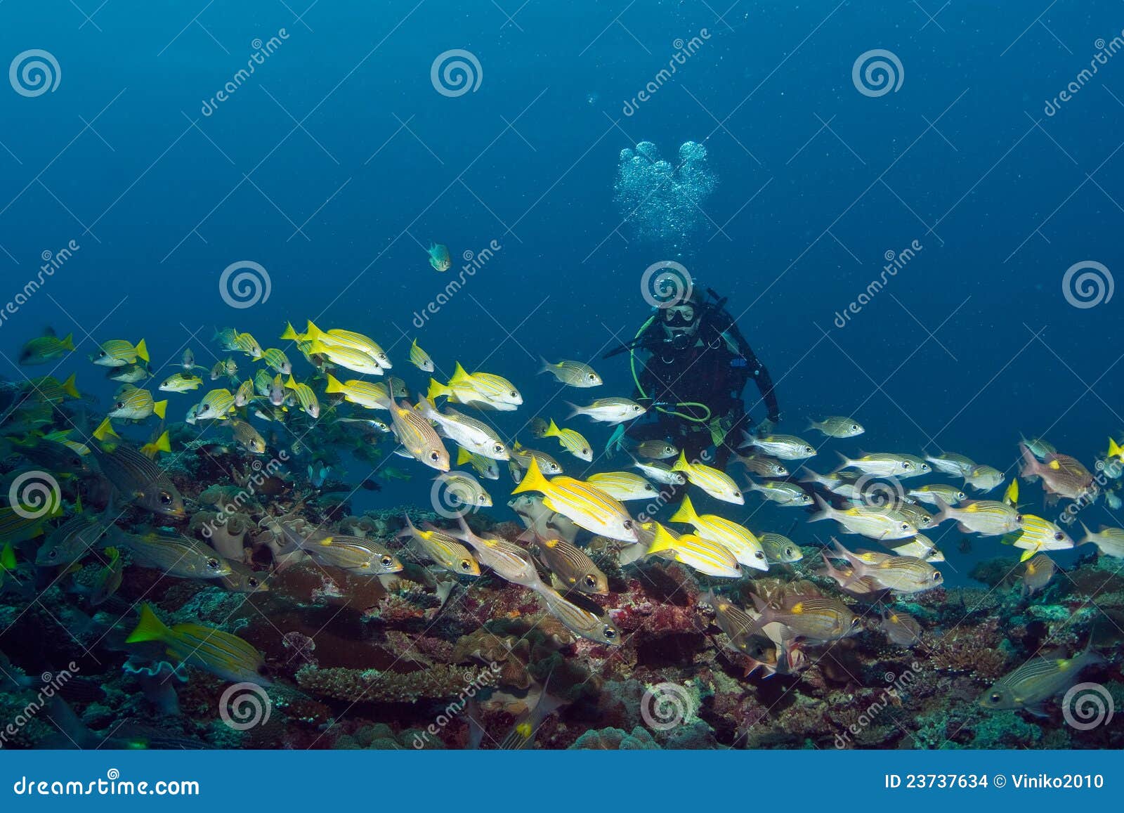 Immersione Subacquea Maldives Fotografia Stock - Immagine di passatempo ...