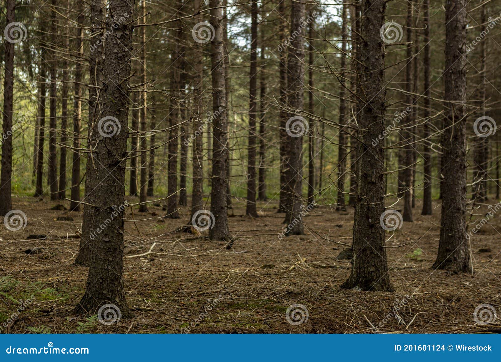 Dense Barren Pine Tree Trunks Stock Photo - Image of outdoors, creepy ...