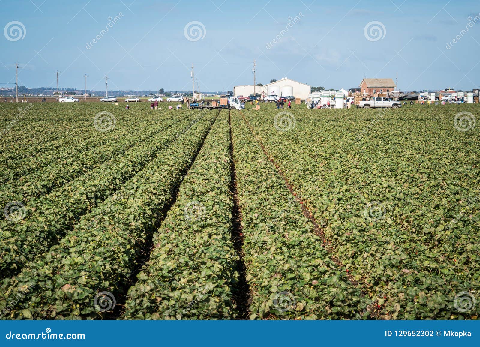 Immigrant Migrant Seasonal Farm Workers Pick and Package Fruit and ...