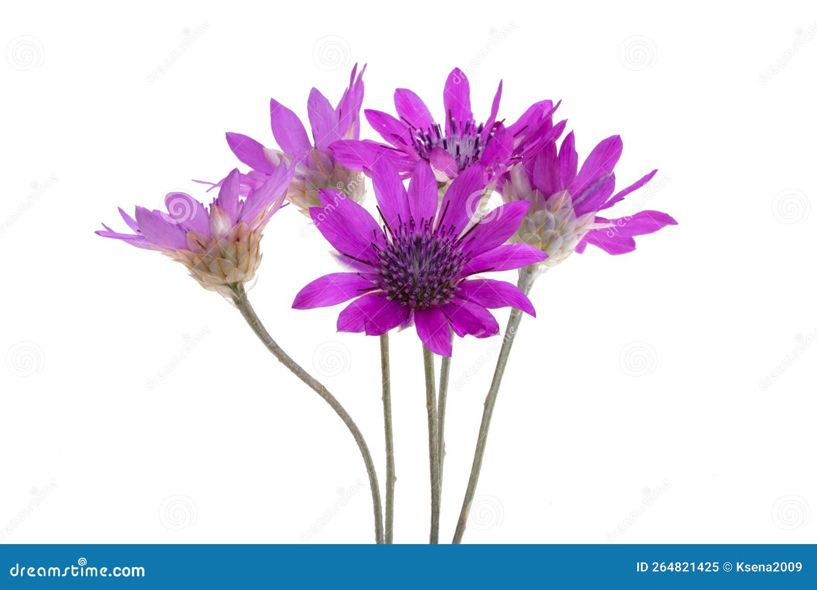 Immortelle flower isolated stock image. Image of beauty - 264821425