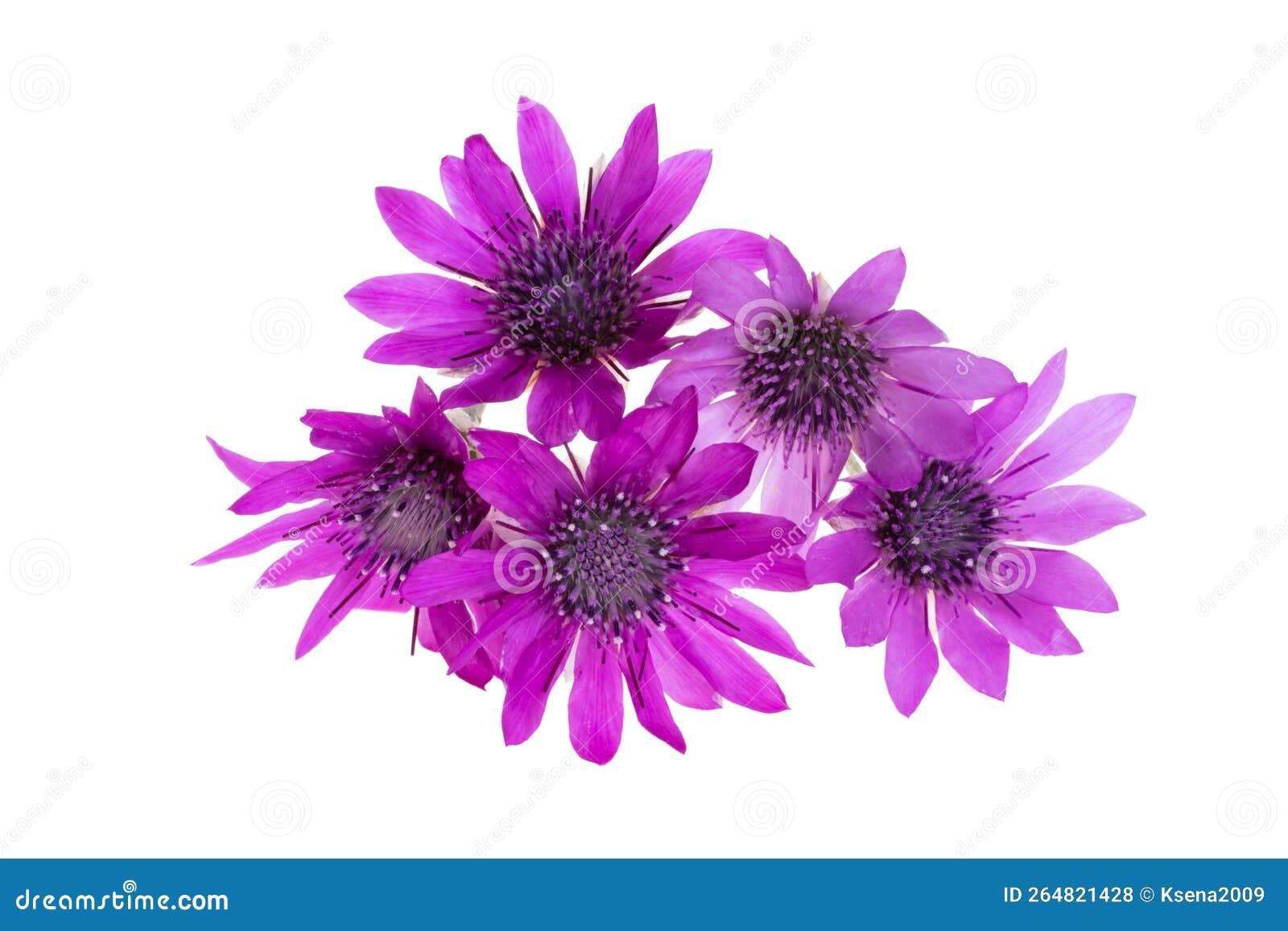 Immortelle flower isolated stock photo. Image of summer - 264821428