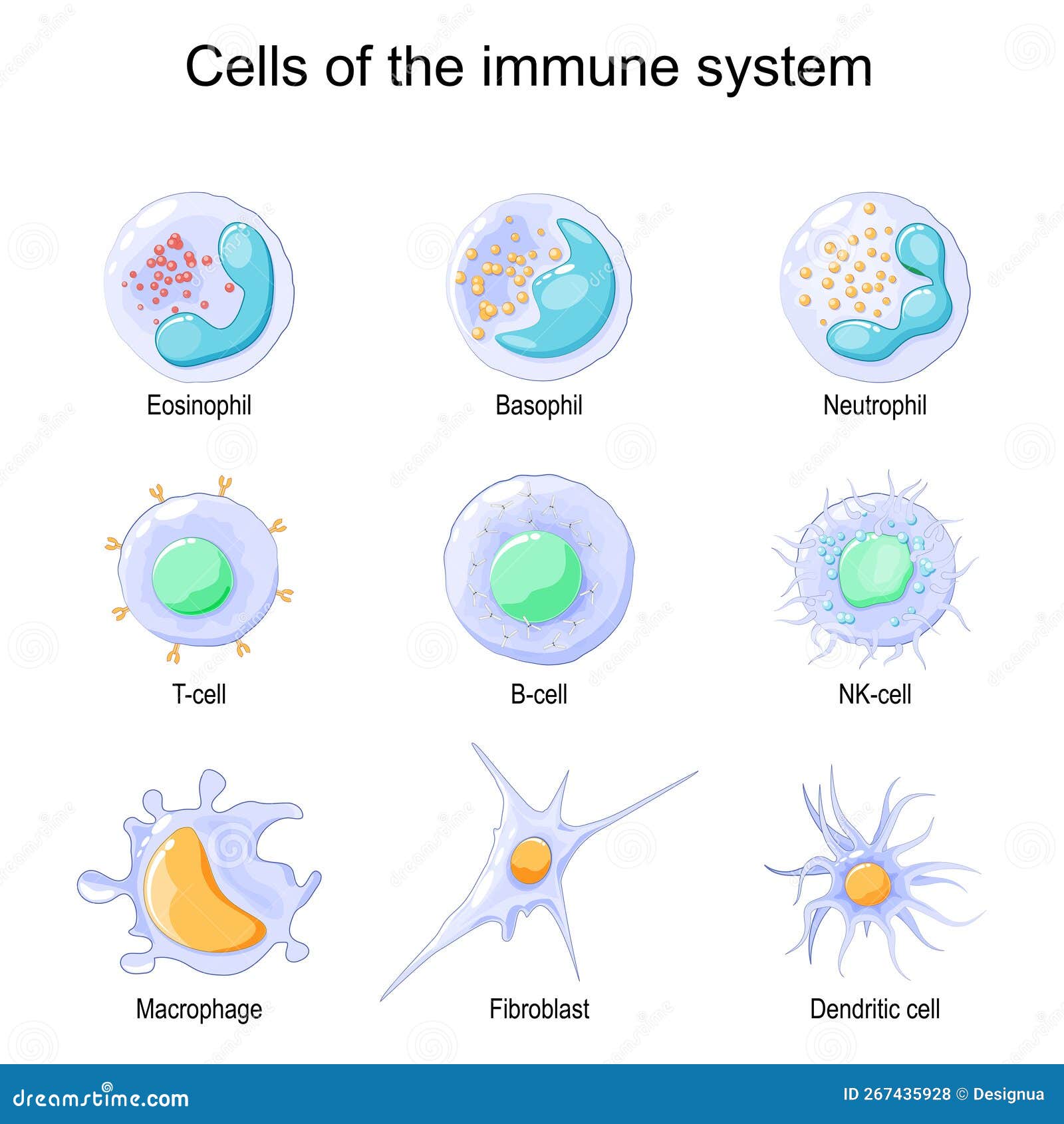 Cells of the Immune System. White Blood Cells or Leukocytes Stock ...